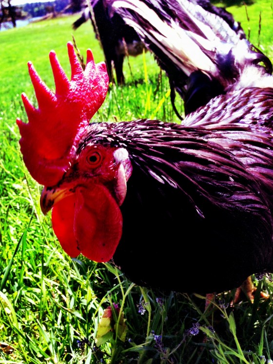 The rooster, his brood, their eggs and the pilferer! | Lowell's ...
